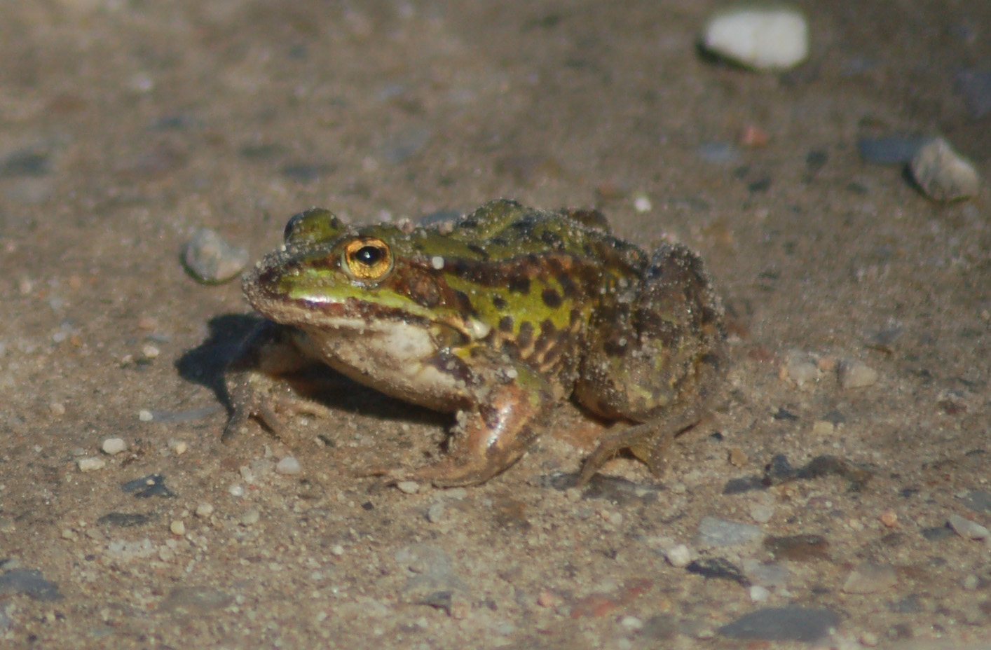 Thyra: Common Toads and a Green Frog