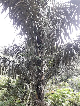 Cara dan trik terbaik dalam proses menyadap aren : MENGENAL POHON AREN ...