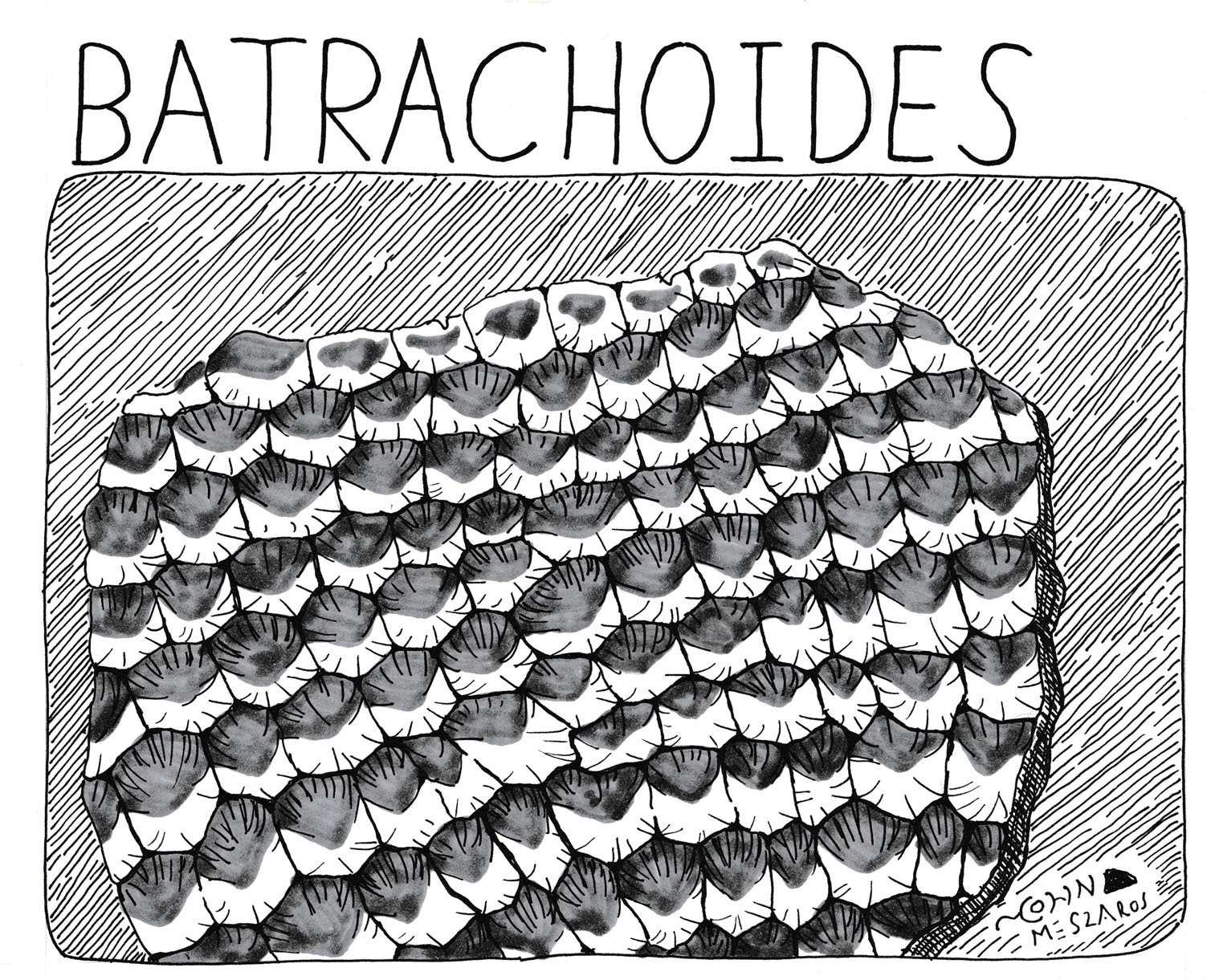 Dilophosaurus Bard: Small Fossil Tracks of the Connecticut Valley