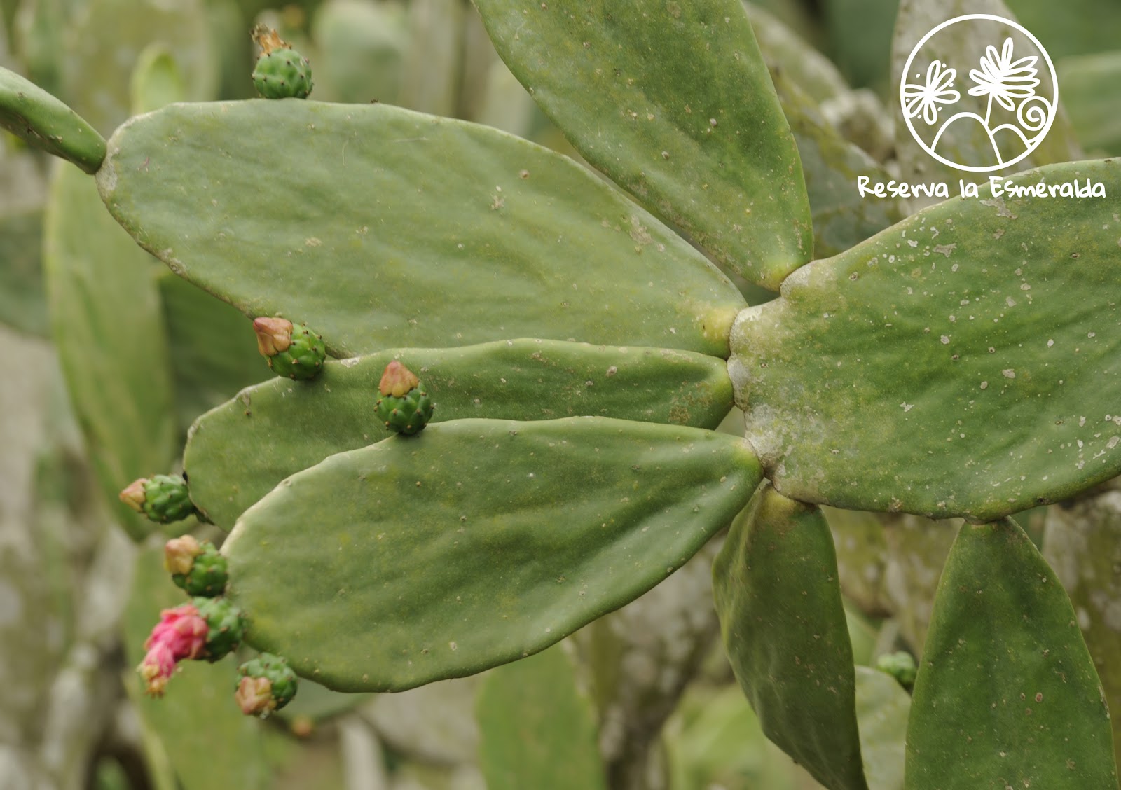RESERVA LA ESMERALDA: Flora en La Esmeralda