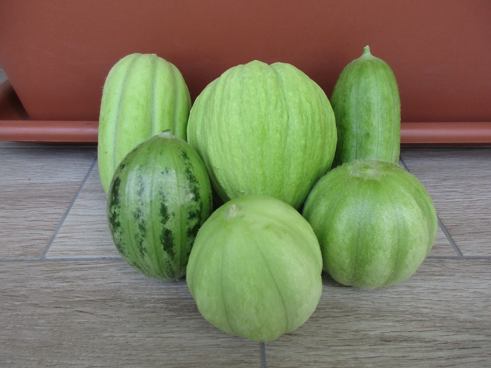 Carosello Pugliese: CAROSELLI - aggiornamento