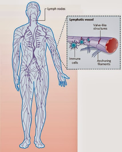 Ceria With Me!!: Sistem Limfa - Sistem Pertahanan badan yang penting.