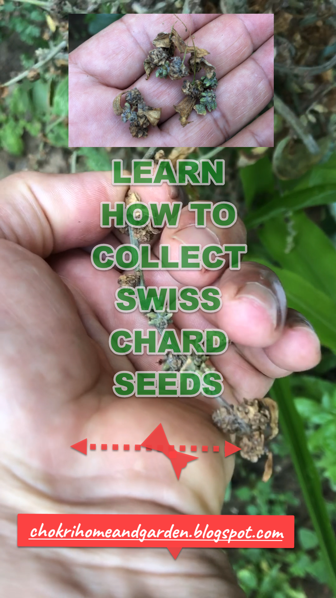 How to Collect Swiss Chard Seeds