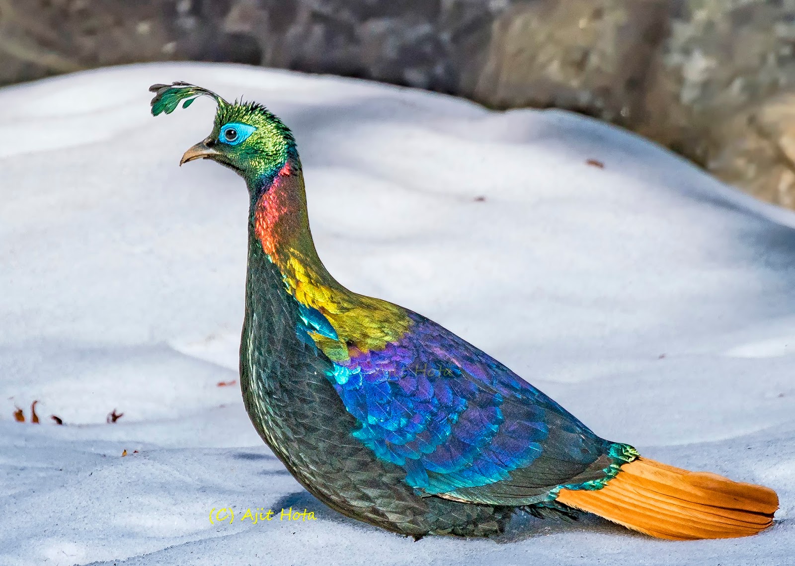 our uttarakhand: Himalayan monal