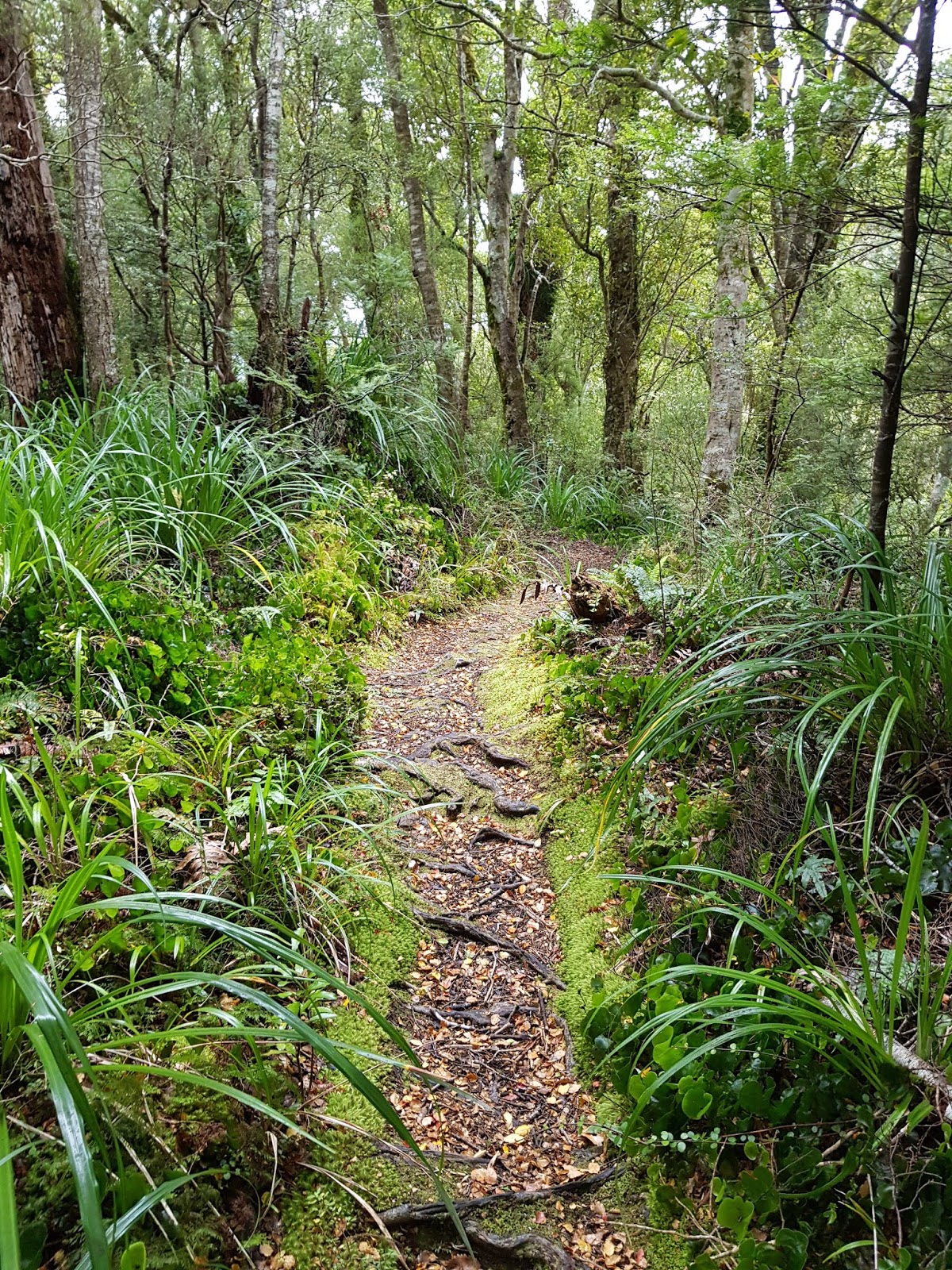 Tramping the Tararuas: Blue Range Hut