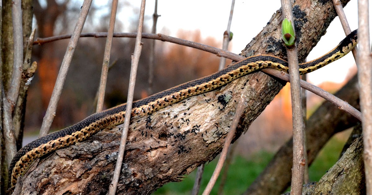 Saturdays Vintage Finds: Tree Climbing Eastern Garter Snake