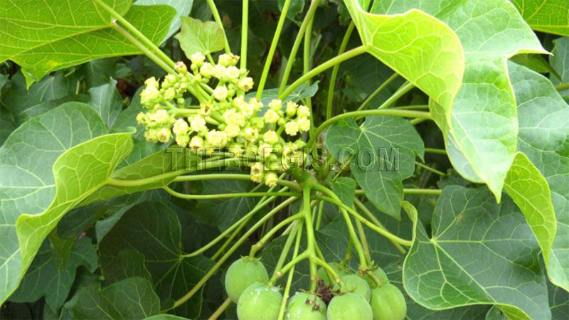 Benefits of Castor Leaves for Body Health