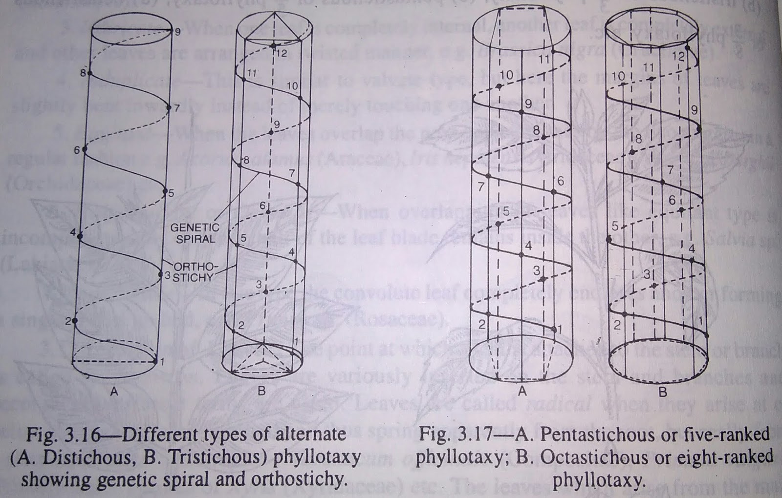 Leaf: spiral phyllotaxy and its kinds-digieduco