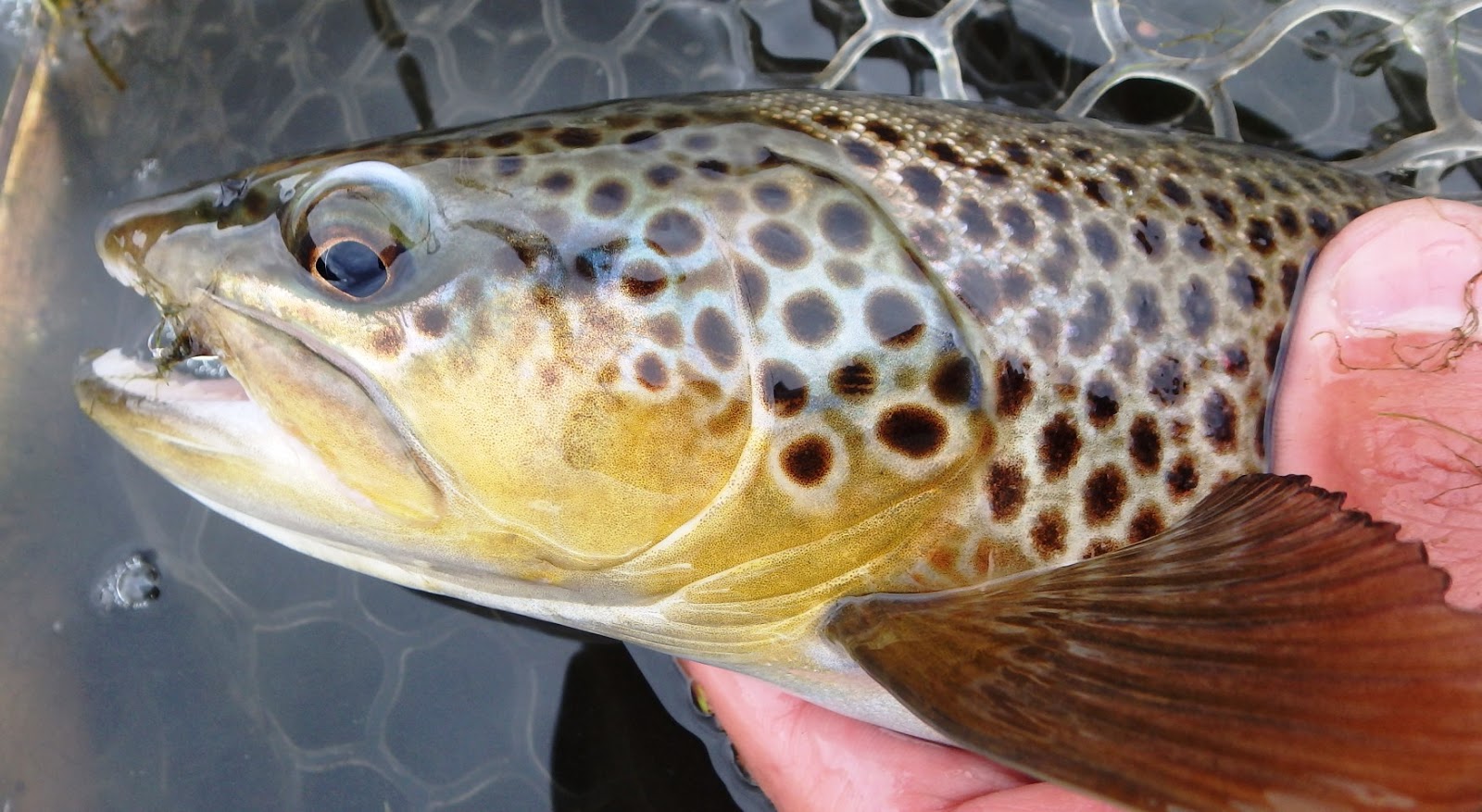 Mountains, Rivers, & Trout: October Summary: Fall Baetis Hatch (& Some ...