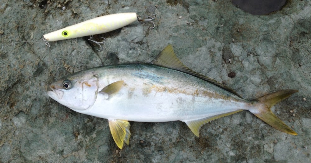 American saltwater lures can catch Japanese fish?: (No. 654) Yellowtail ...