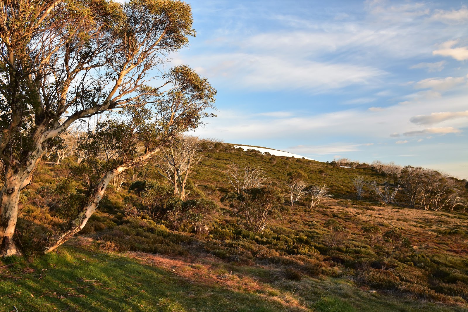 Goin' Feral One Day At A Time: Cleve Cole Hut to Mt Wills, AAWT, Alpine ...