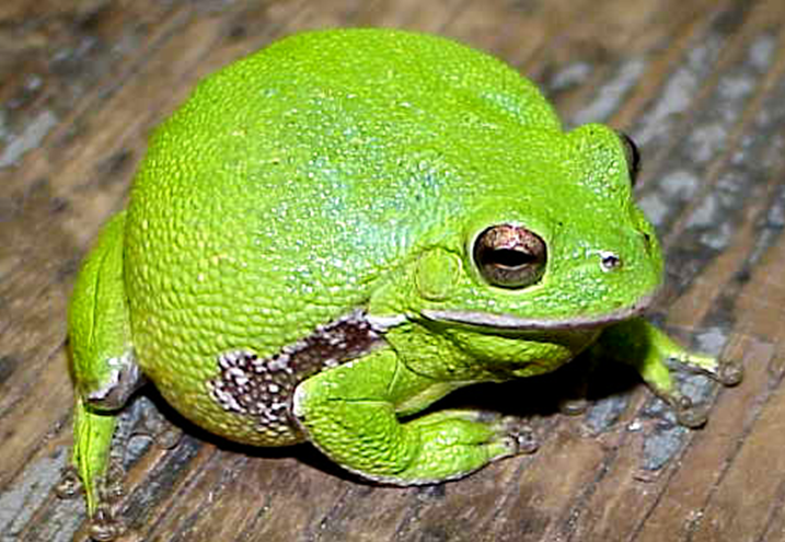 Barking Tree FRog Facts