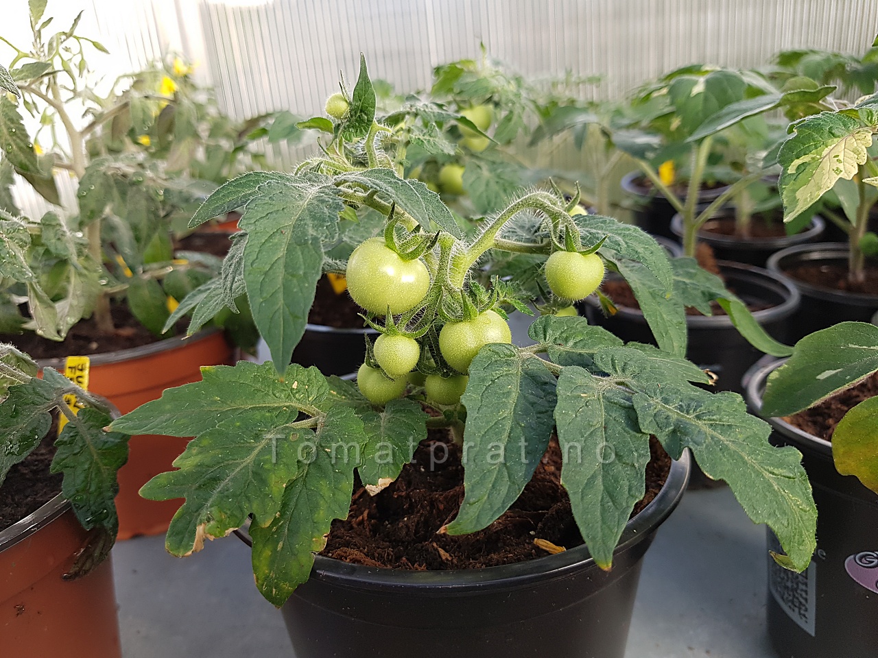 Helenes Tomater: Micro Tom