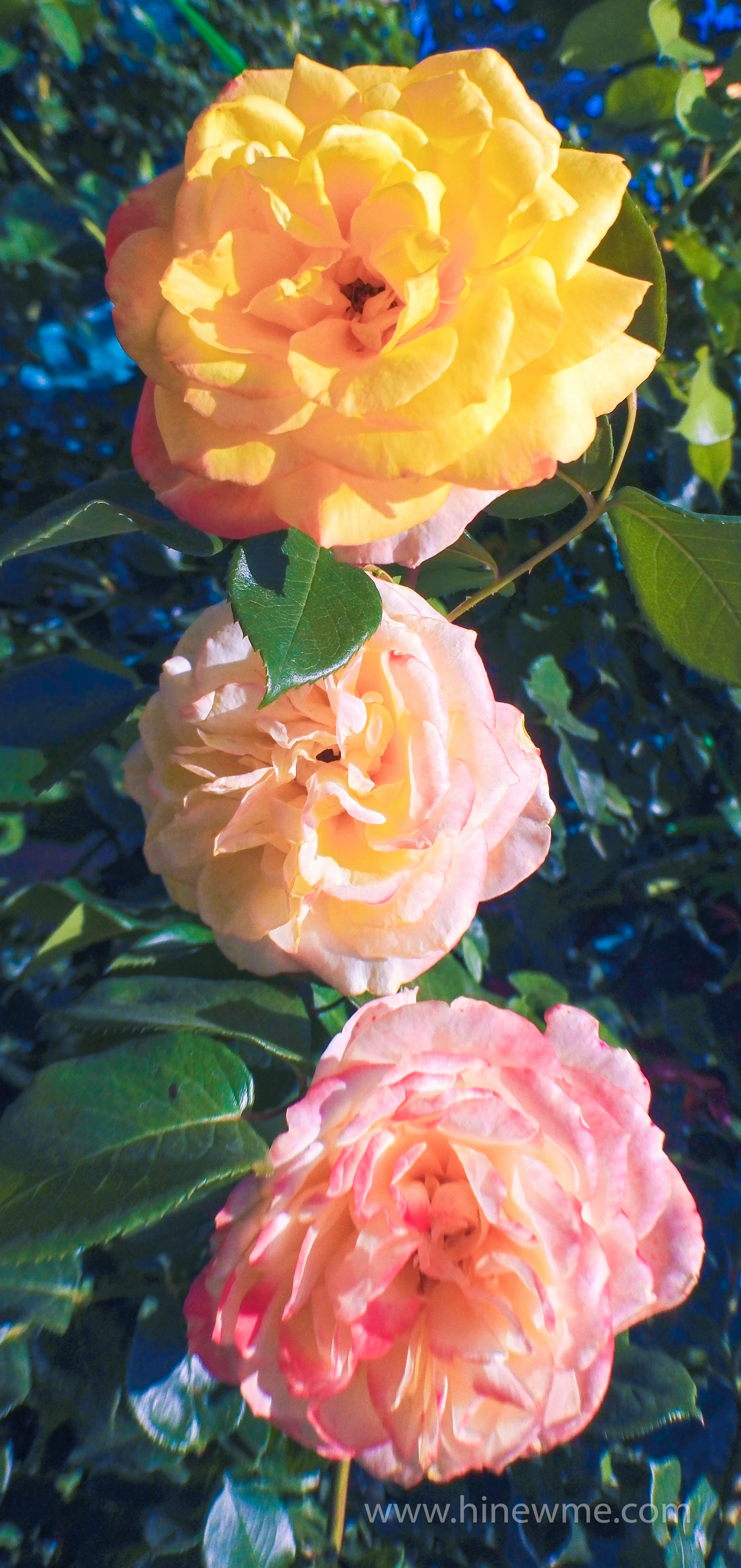 5tips flowers photography skill tips，18 rose flower in the sunshine ...