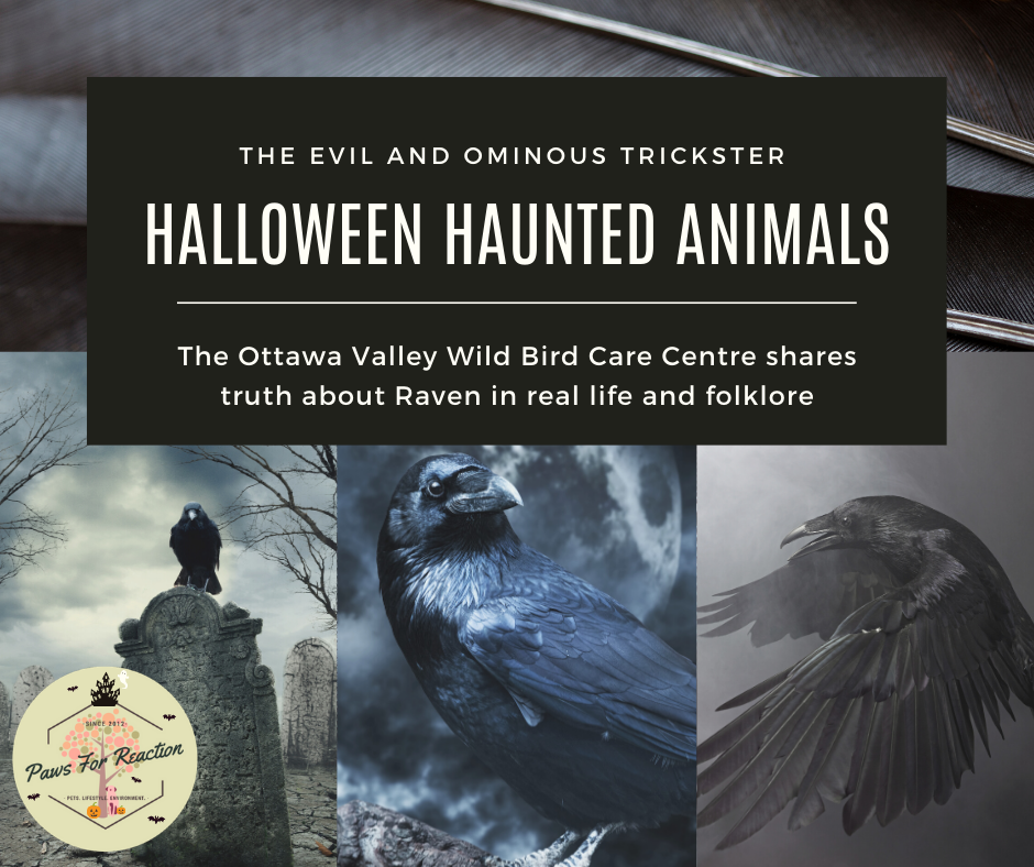 Paws for Reaction: Spooky animals: The OVWBCC shares the truth about ...