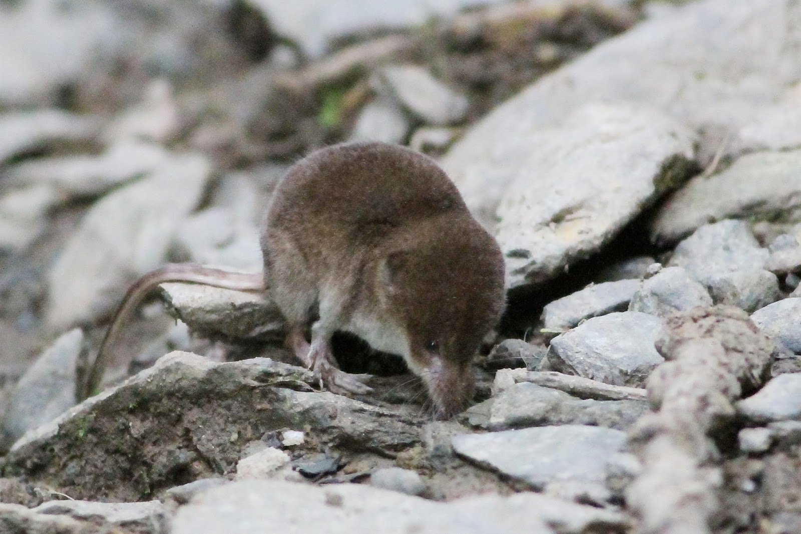 Peter Moore's Wildlife Blog: July 2015