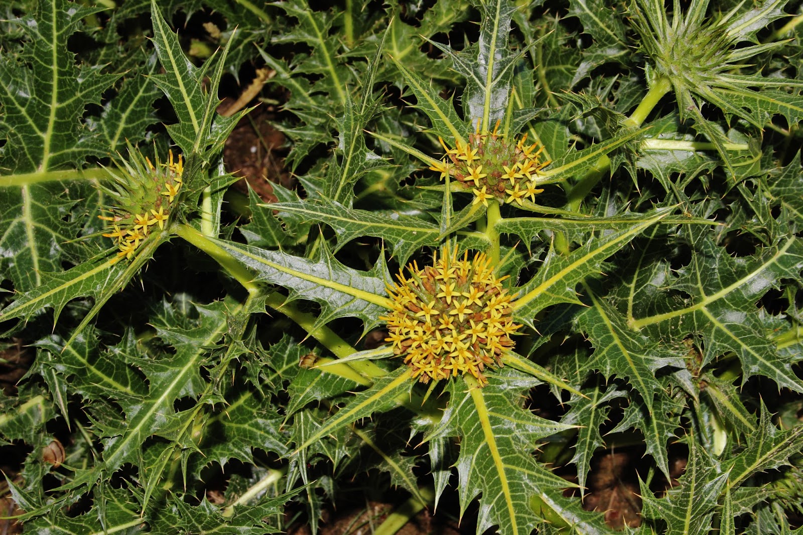 Biodiversity of Cyprus by NGO Protection of the Natural Heritage and ...