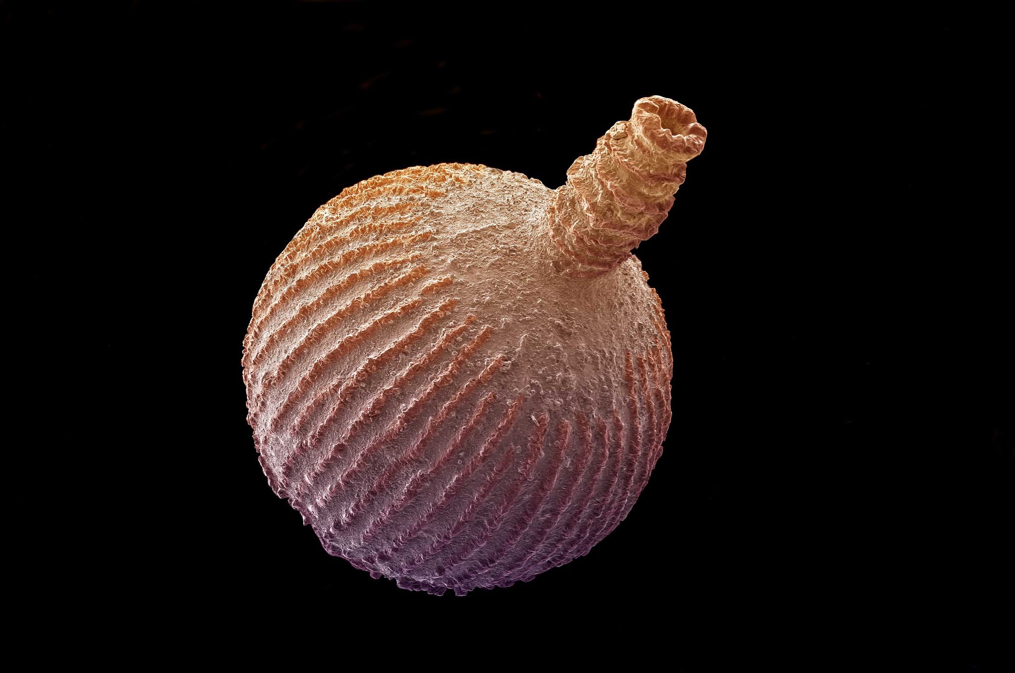 MUNDO PALEONTOLÓGICO : Foraminiferos