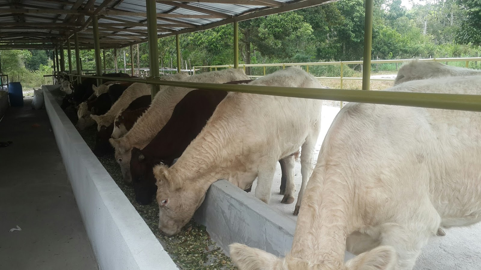 Uncle Tom's Farm : lembu untuk di jual