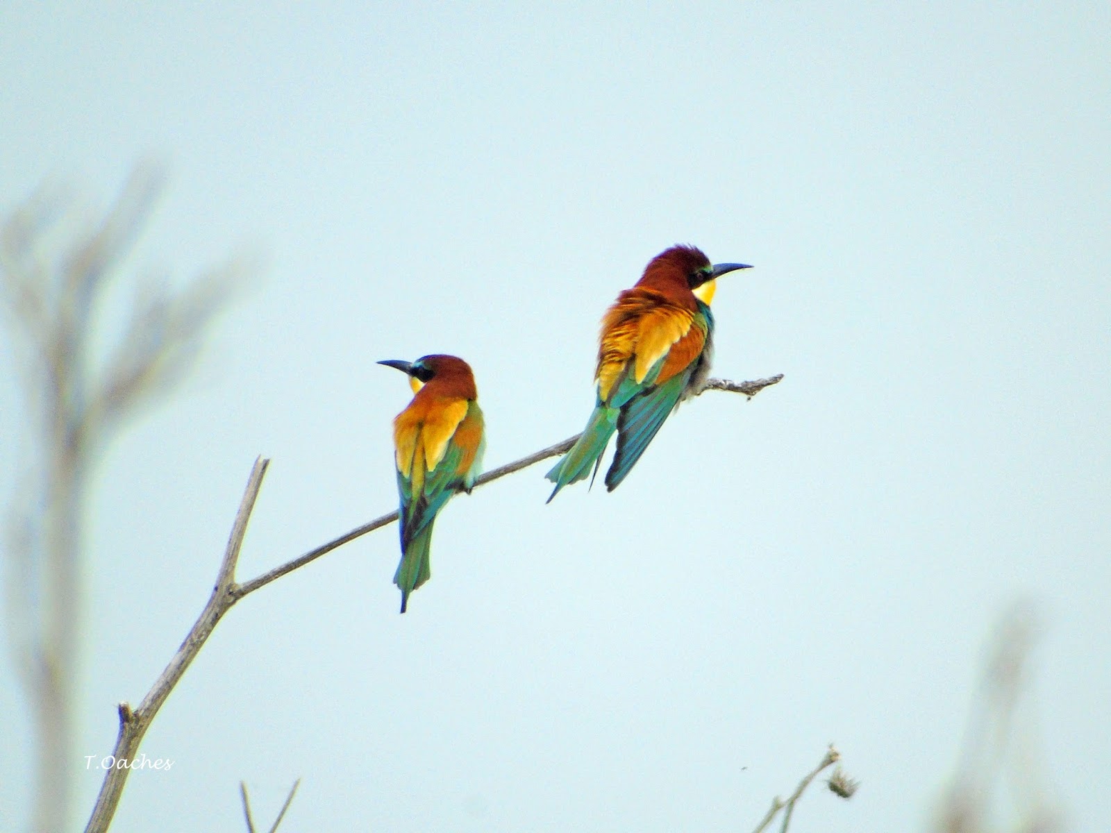PASARI DIN ROMANIA: PRIGORIE, Merops apiaster