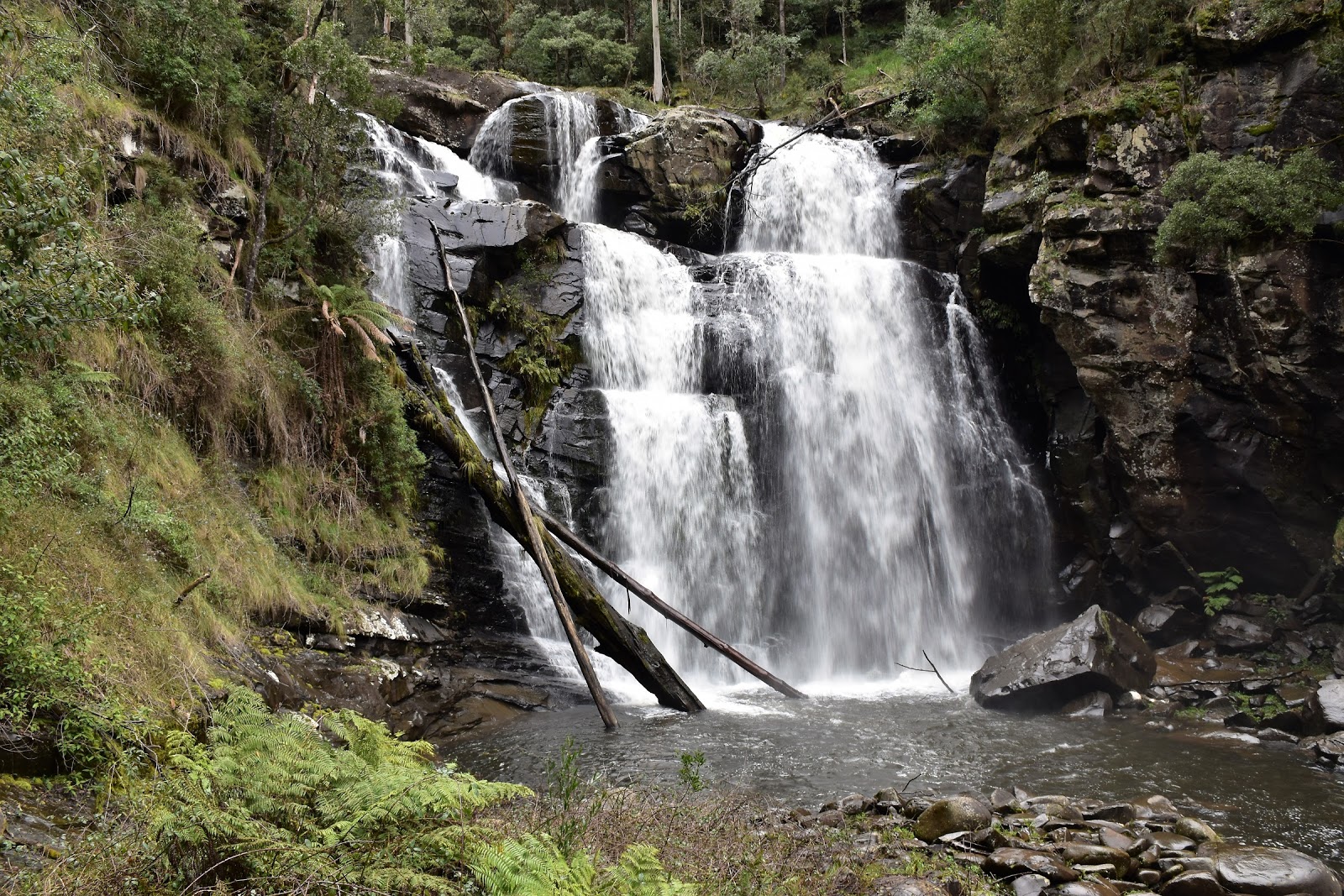 Goin' Feral One Day At A Time: Stevensons Falls, Otway Forest Park ...