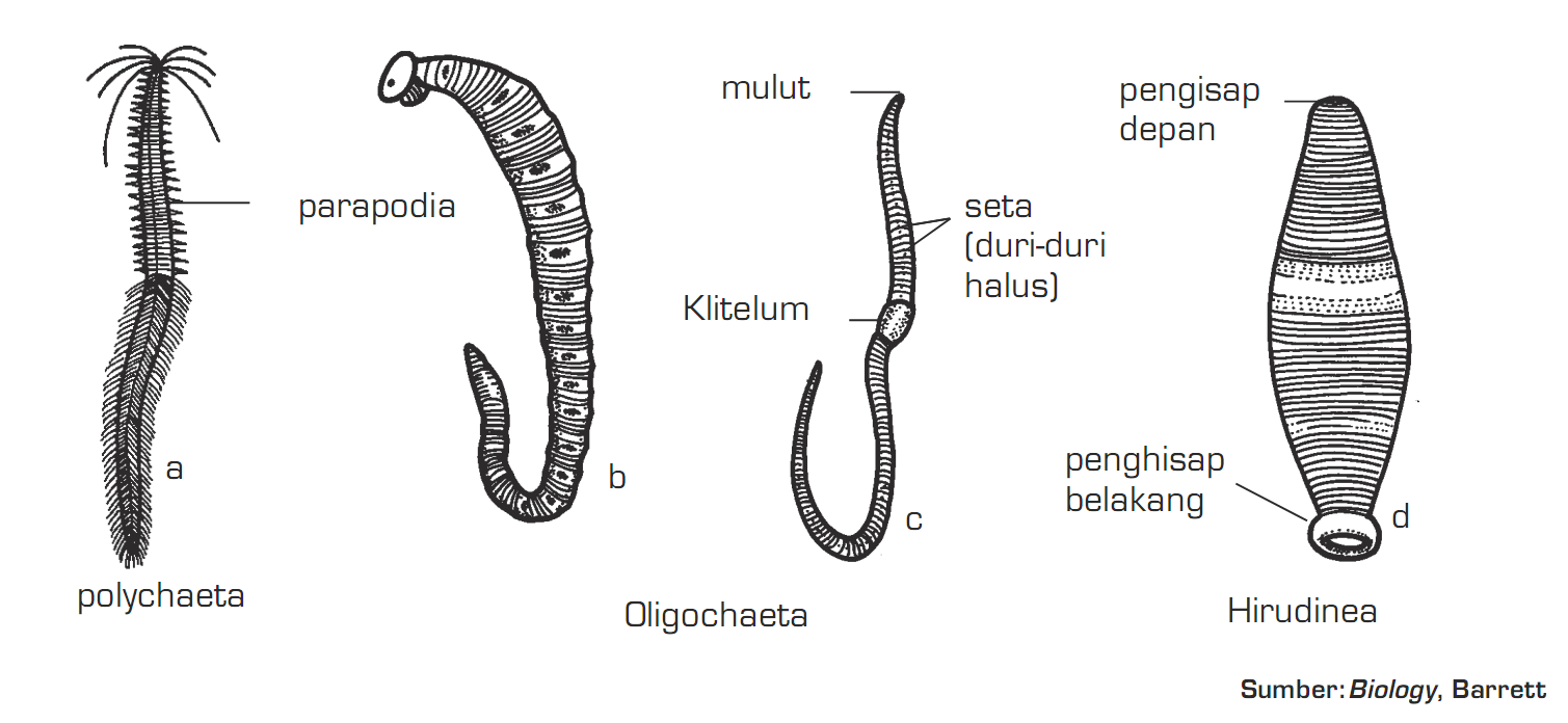 Phylum Annelida (Cacing Gelang/ Cincin) | MATERI | SOAL BIOLOGI SMP SMA ...