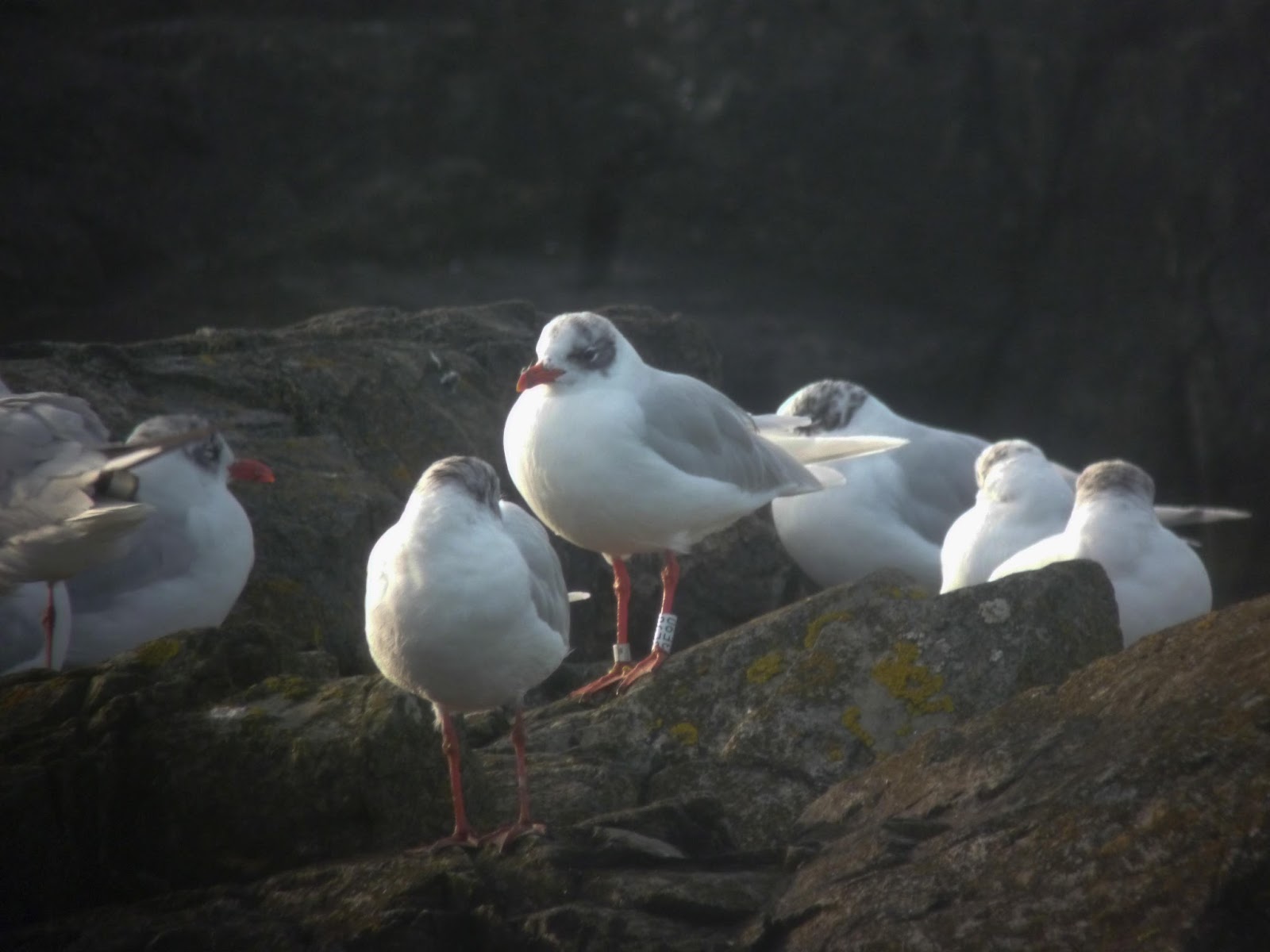 Guernsey Gulls: The Best Med Gull Roost so Far!