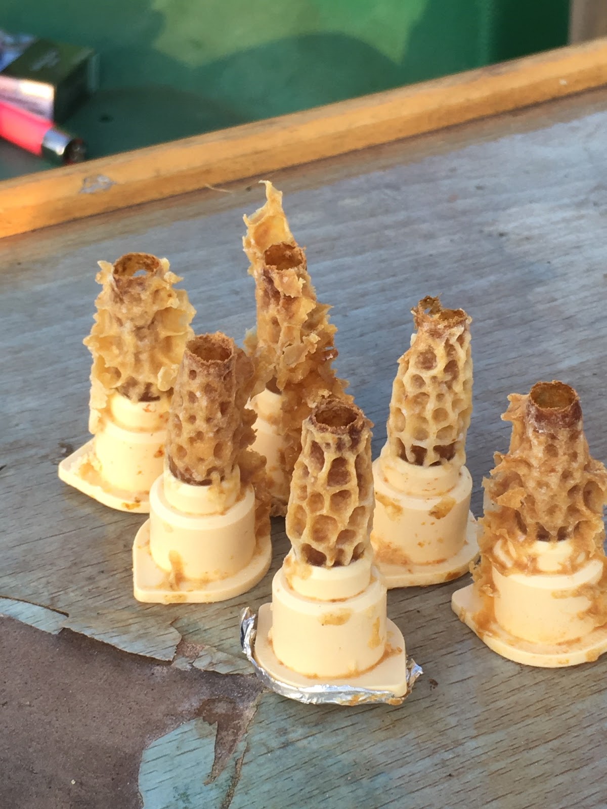 Woodside Apiary: Late Season Grafting