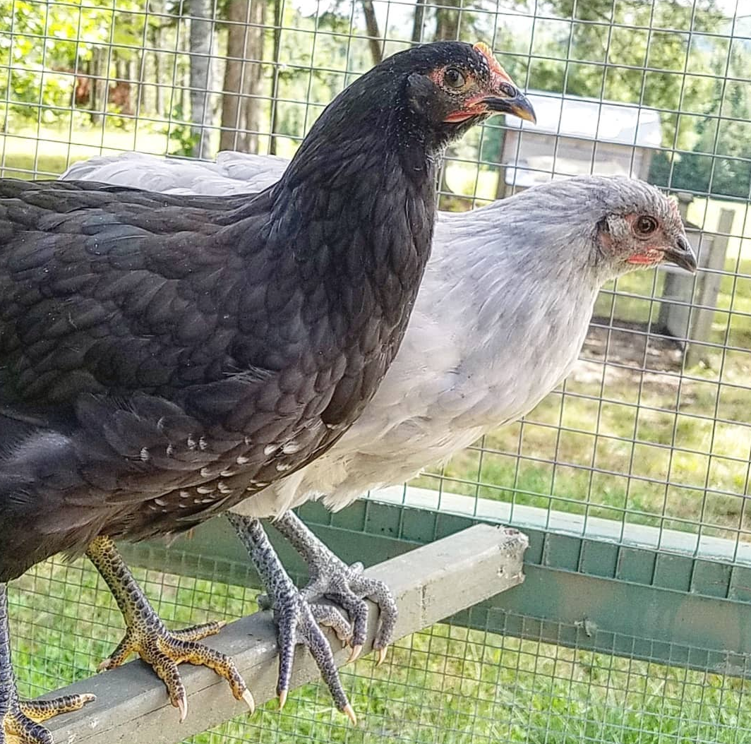 4 Steps for Introducing New Chickens to your Backyard Flock - Fresh ...