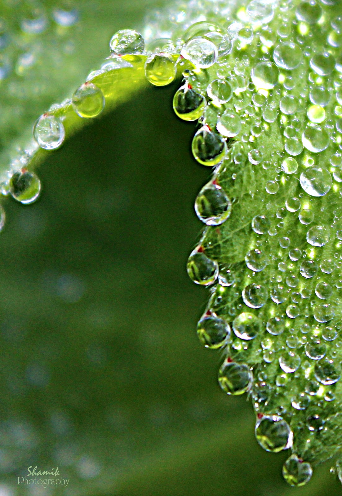 Shamik Photography ~ Devoted to the Natural Elements: Raindrop Art