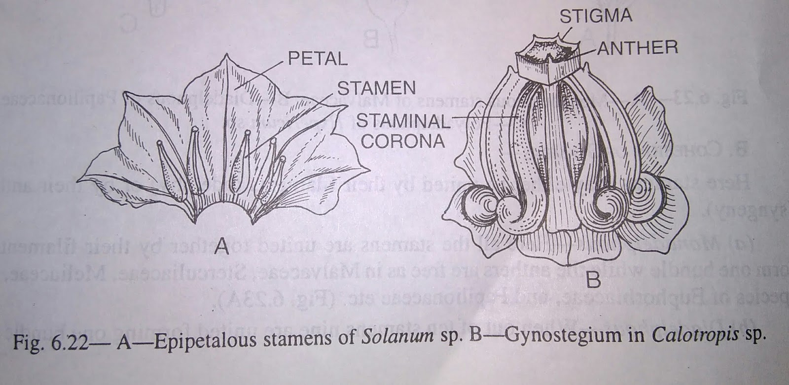 Androecium in angiosperm-digieduco