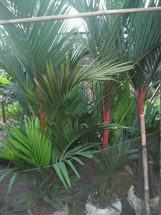 BIBIT PALEM MERAH | POHON | TANAMAN HIAS