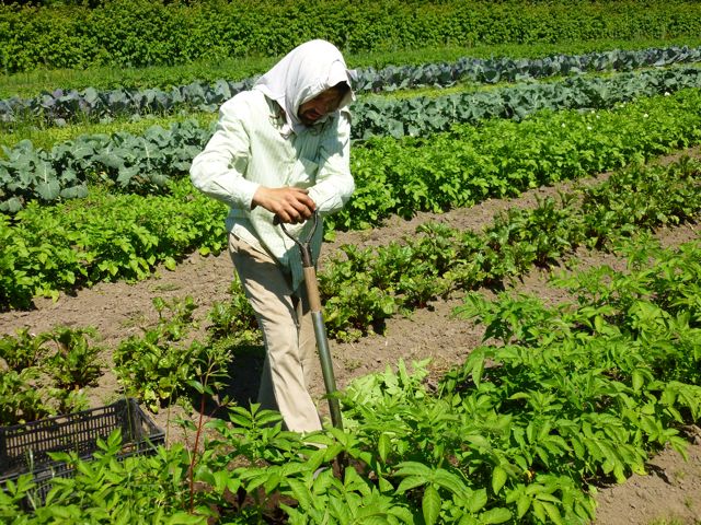 Glen Valley Organic Farm: Farm Fashion: Dressing for Mosquitos