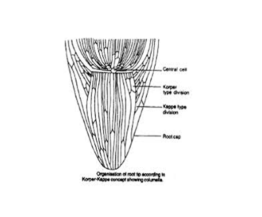 Department of Botany, Girraj Govt. College: Theories of Shoot Apex and ...