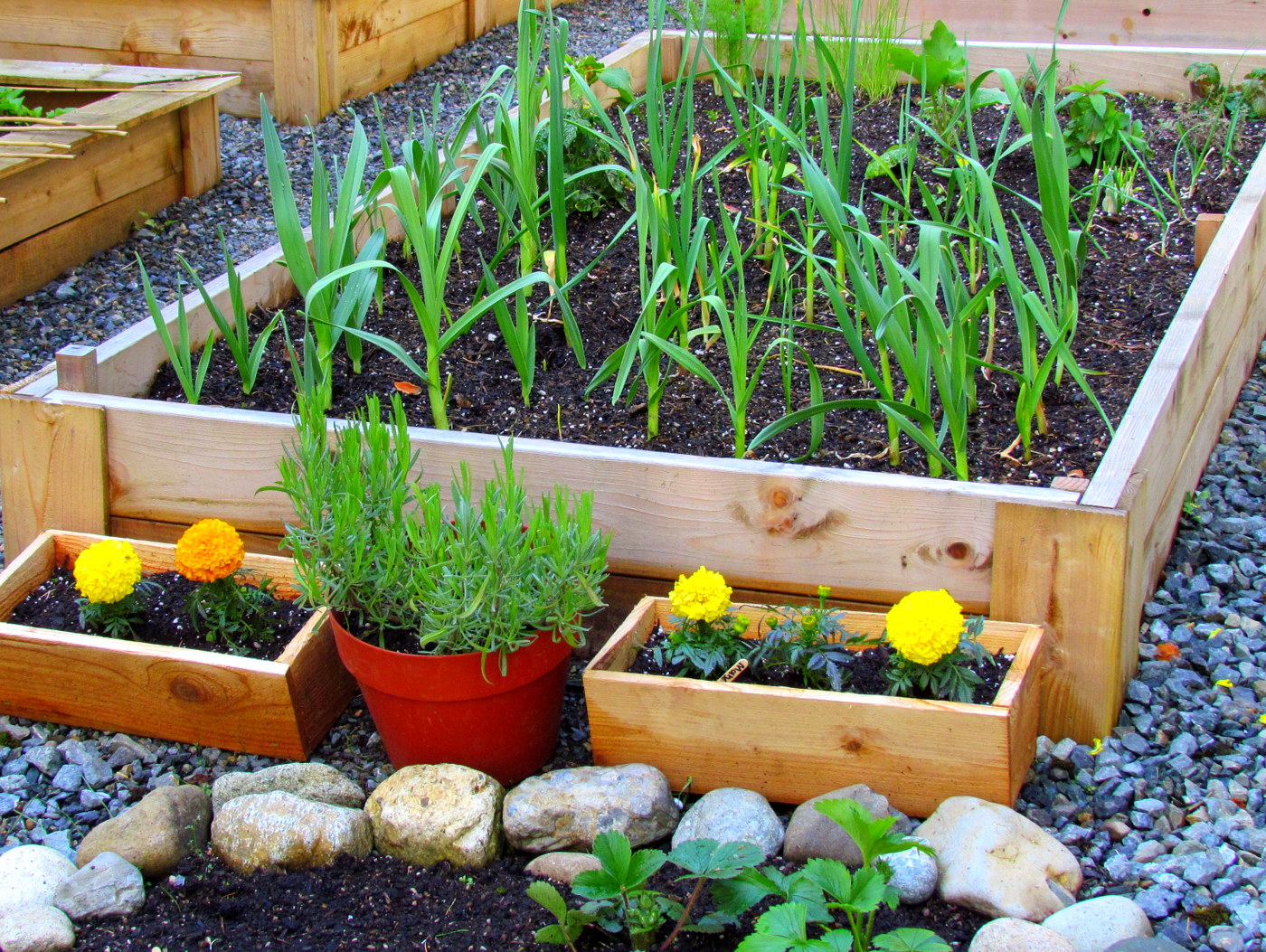 Learn To Grow: Organic Garden Update May 3rd, 2013