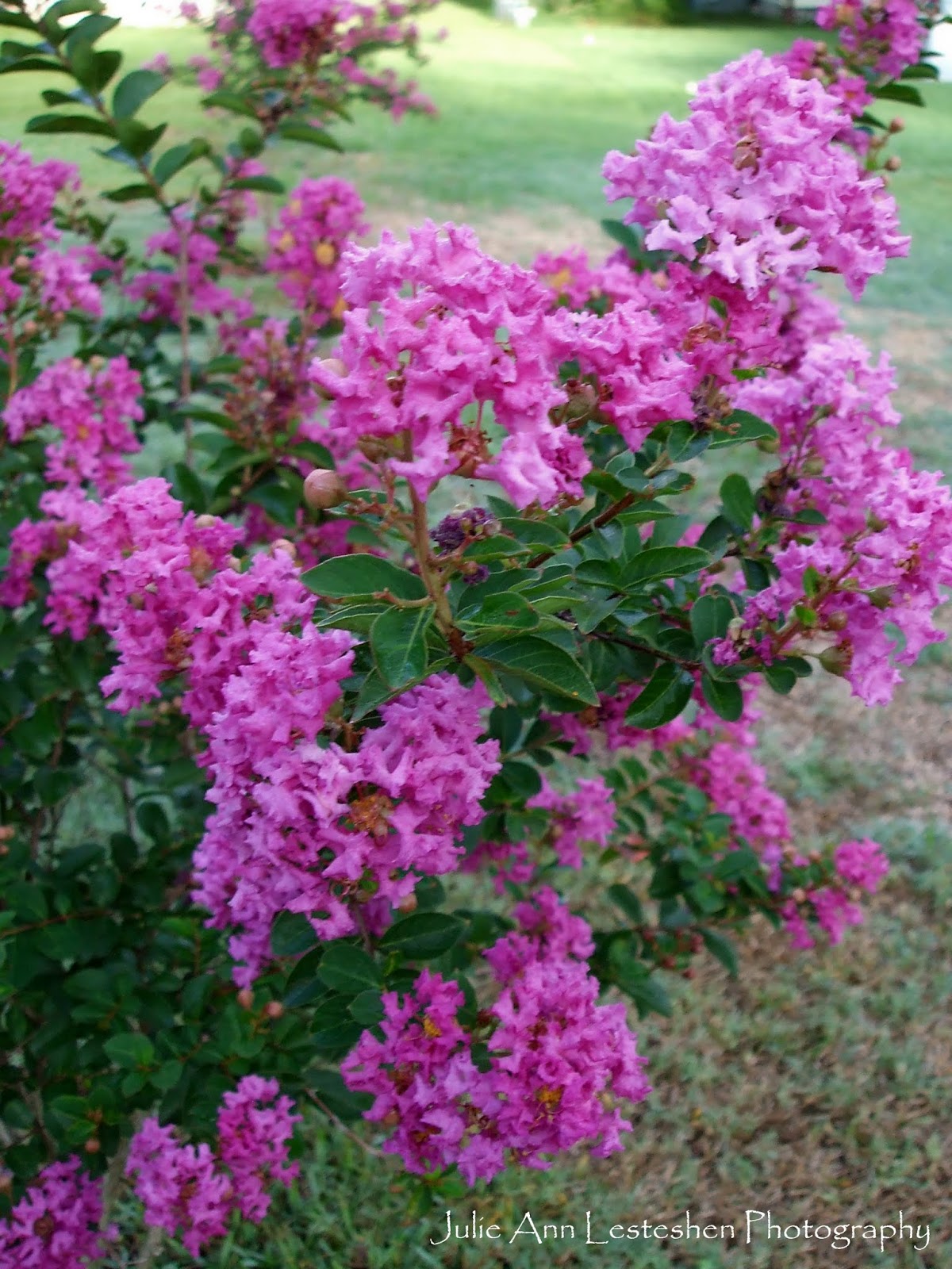 Julie Ann Brady : Blog On: Miss Sandra Crape Myrtle