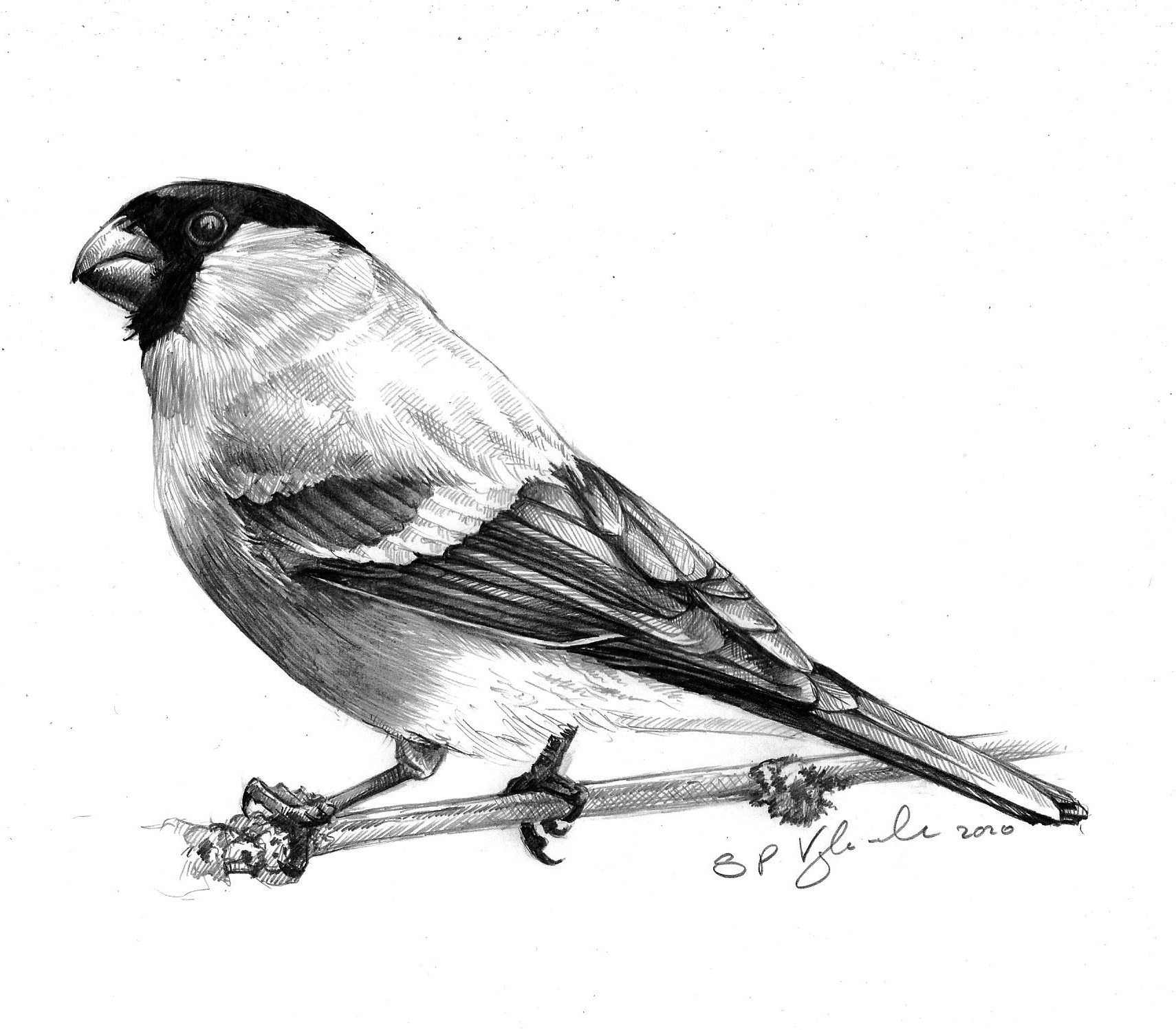 Drawing from experience...: Bullfinch (Pyrrhula pyrrhula)