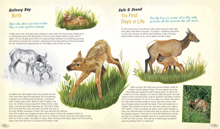 Christina Wald's Design and Illustration Blog: Portfolio: The Wild Life ...