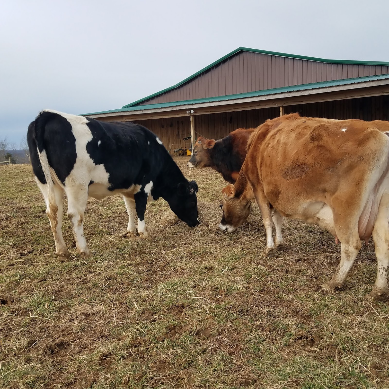Confessions of a Crazed Cattlewoman: Bucking Baby Bull