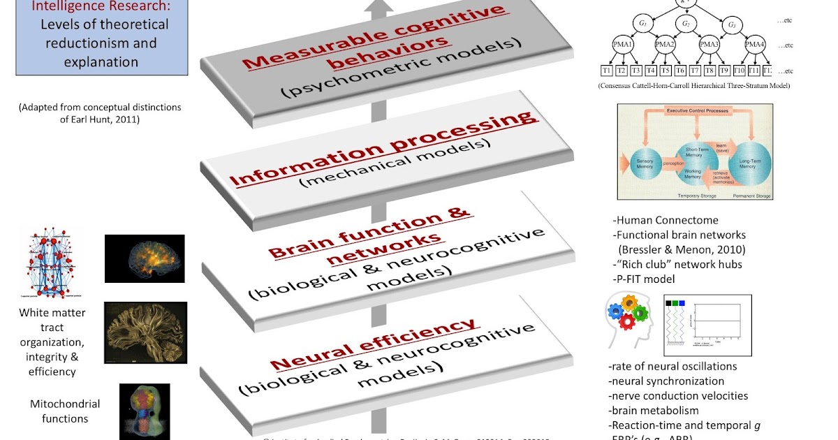 IQ's Corner: Levels of intelligence research, explanation and ...