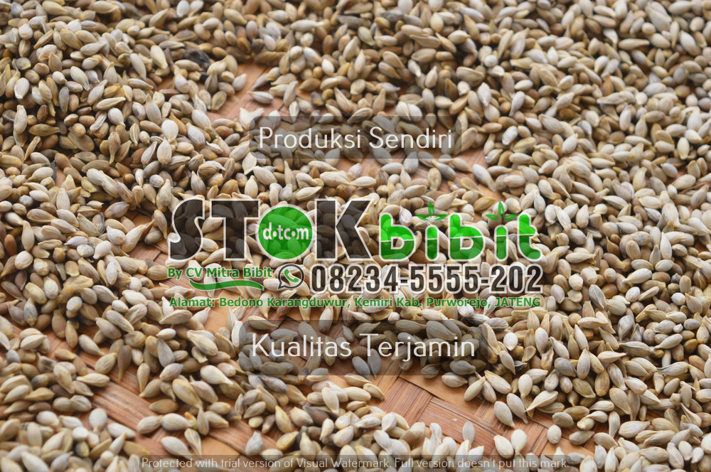 Cara Budidaya Menanam Jeruk Jari Buddha Dalam Pot atau Tabulampot Jeruk ...