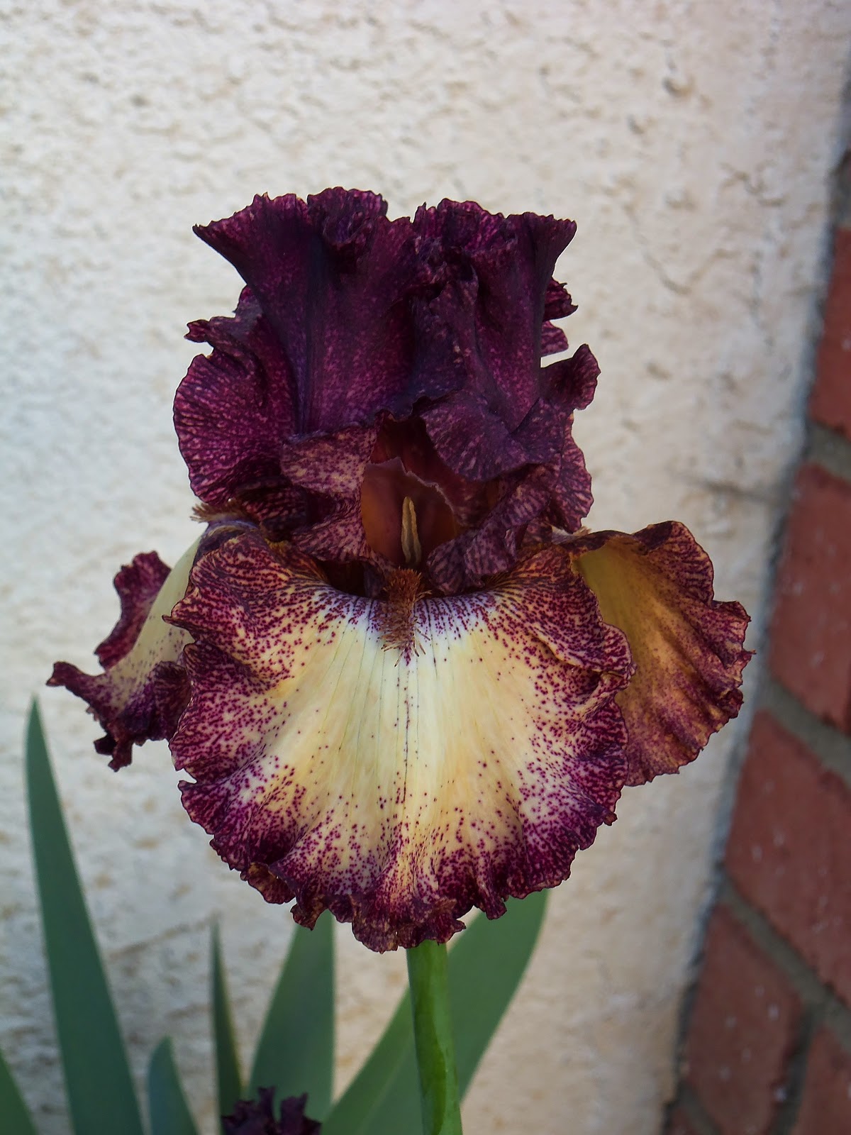 My Iris Fantasy: 'Epicenter'