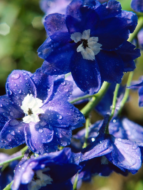 Flowers: Delphinium