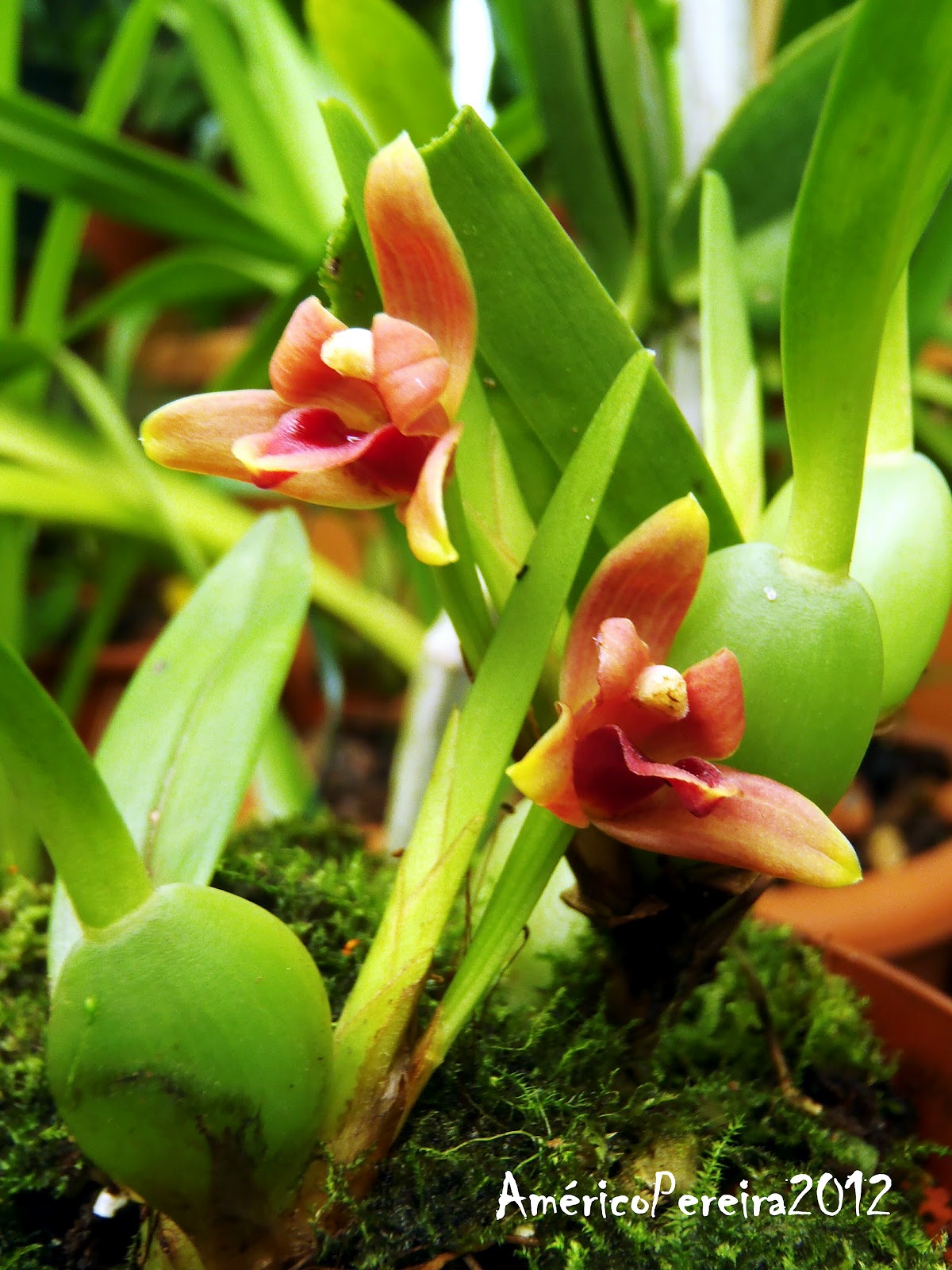 Orquídeas soltas: Maxillaria variabilis var. 'red'