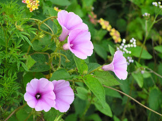 Earth on the Wing: Flowers of Rwanda