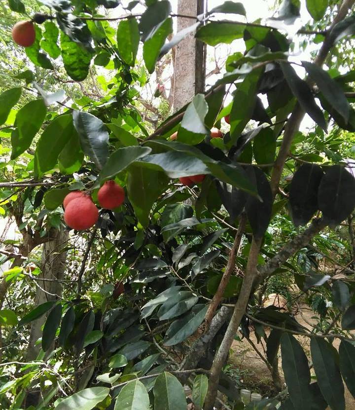 කොතලහිඹුටු [Kotalahibutu] (Salacia reticulata) ~ අපේ ඔසුපැළ Medicinal ...