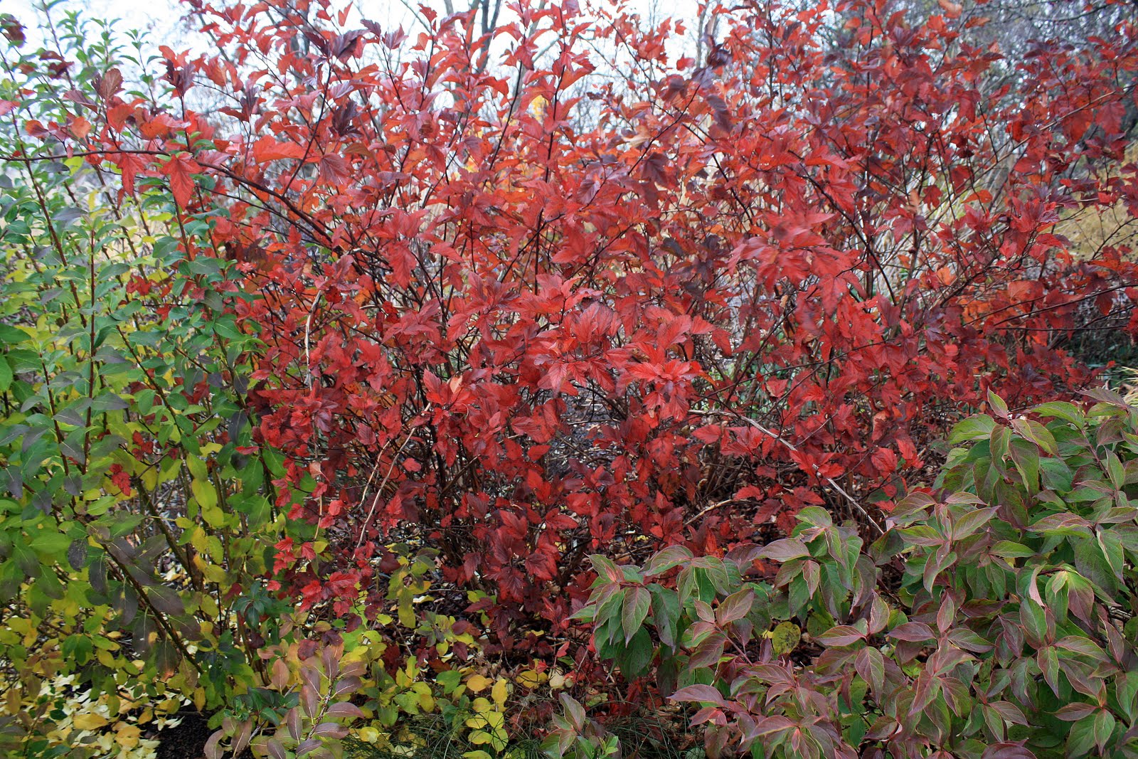 MIDWEST GROUNDCOVERS Display Gardens & Plant Trials: 2011