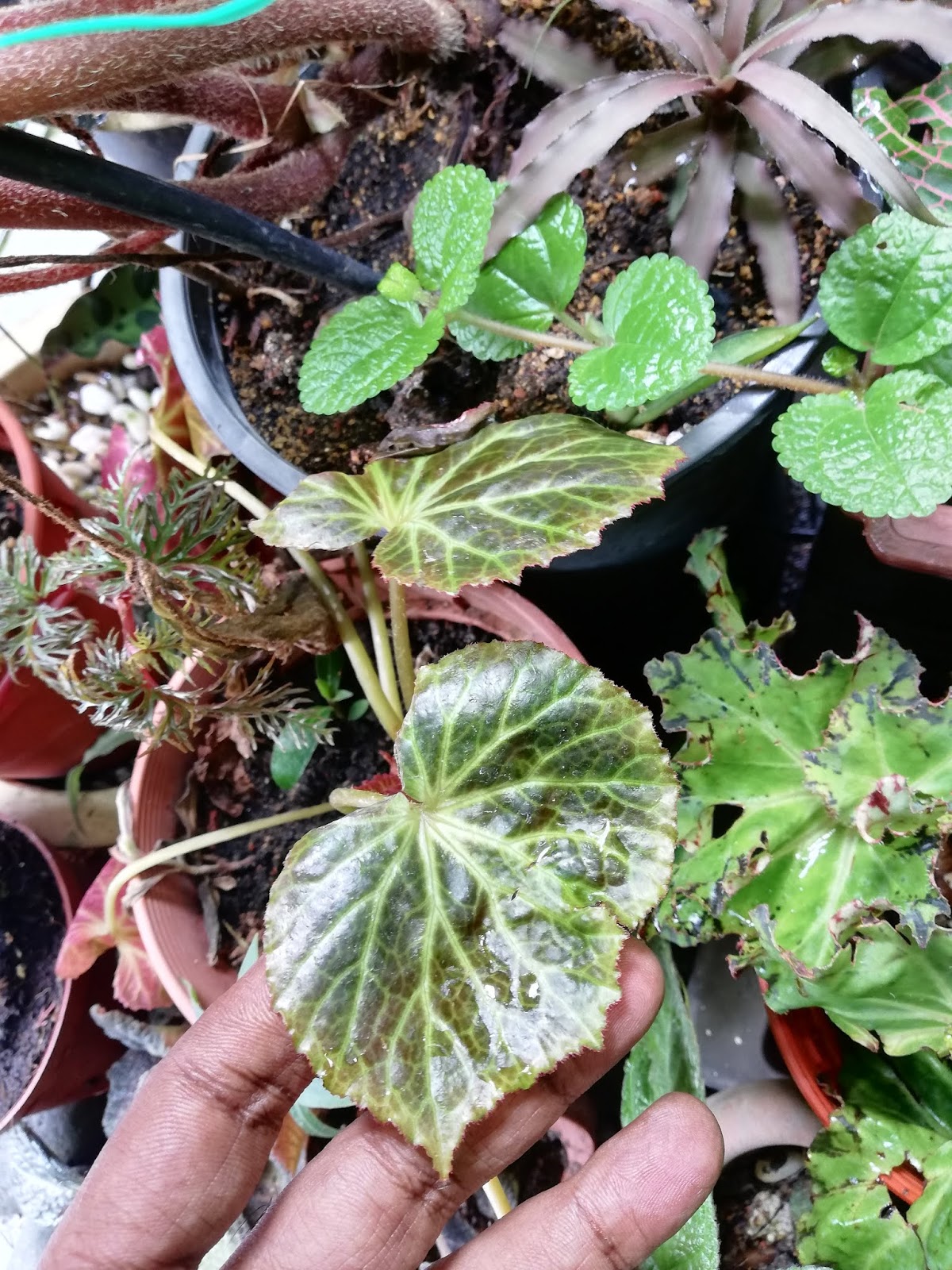 Garden Chronicles of James David: Begonia - U514