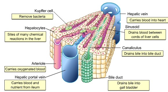 BIOLOGY FORM 6: LIVER I