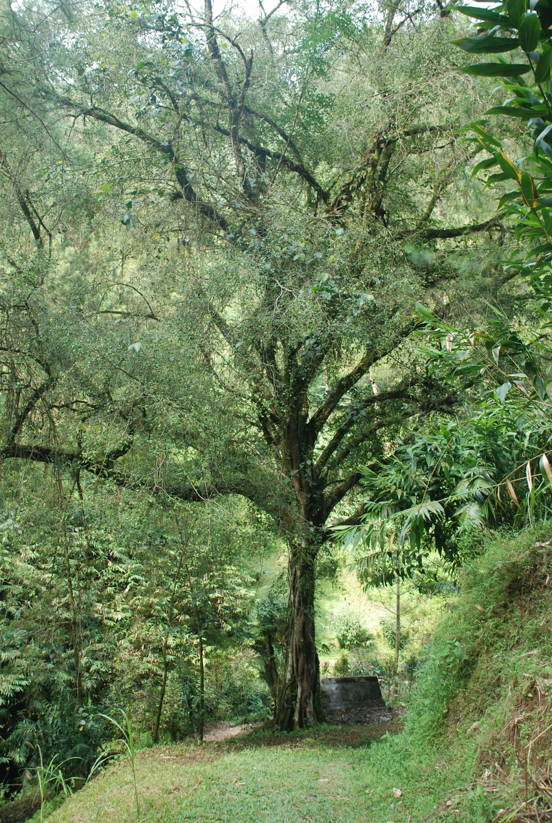 Pohon Merbabu Jebukan atau dondong Alas 23 - FADEL5116